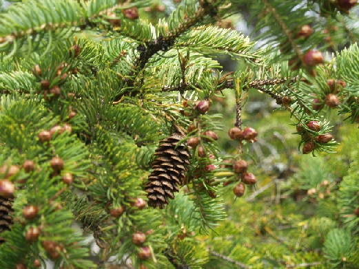 Red Spruce Cone Red Cone Norway Spruce Summer 2020 Plant Of The Month